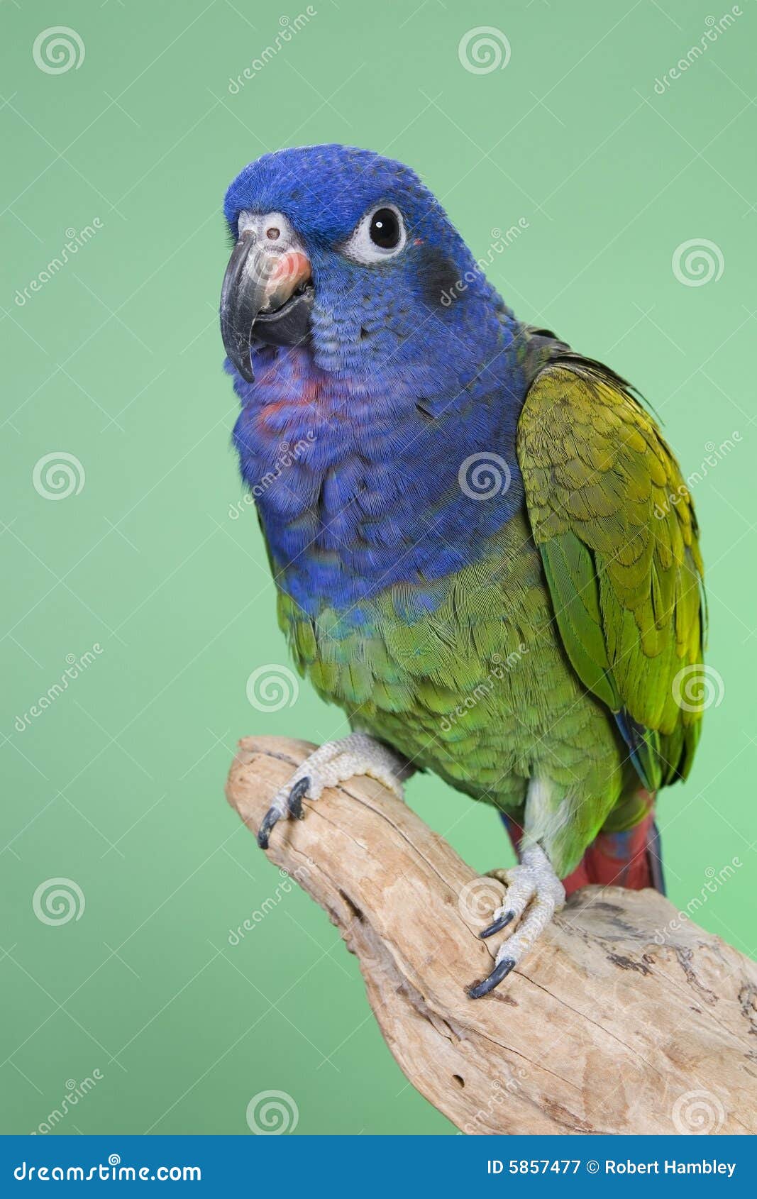 Blue Headed Pionus stock image. Image of headed, pionus - 5857477