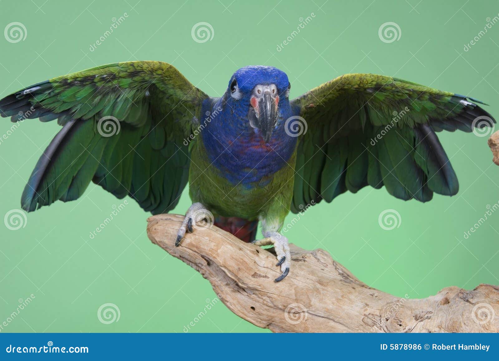 Blue Headed Parrot, Also Blue Headed Pionus, Pionus Menstruus, Sitting ...