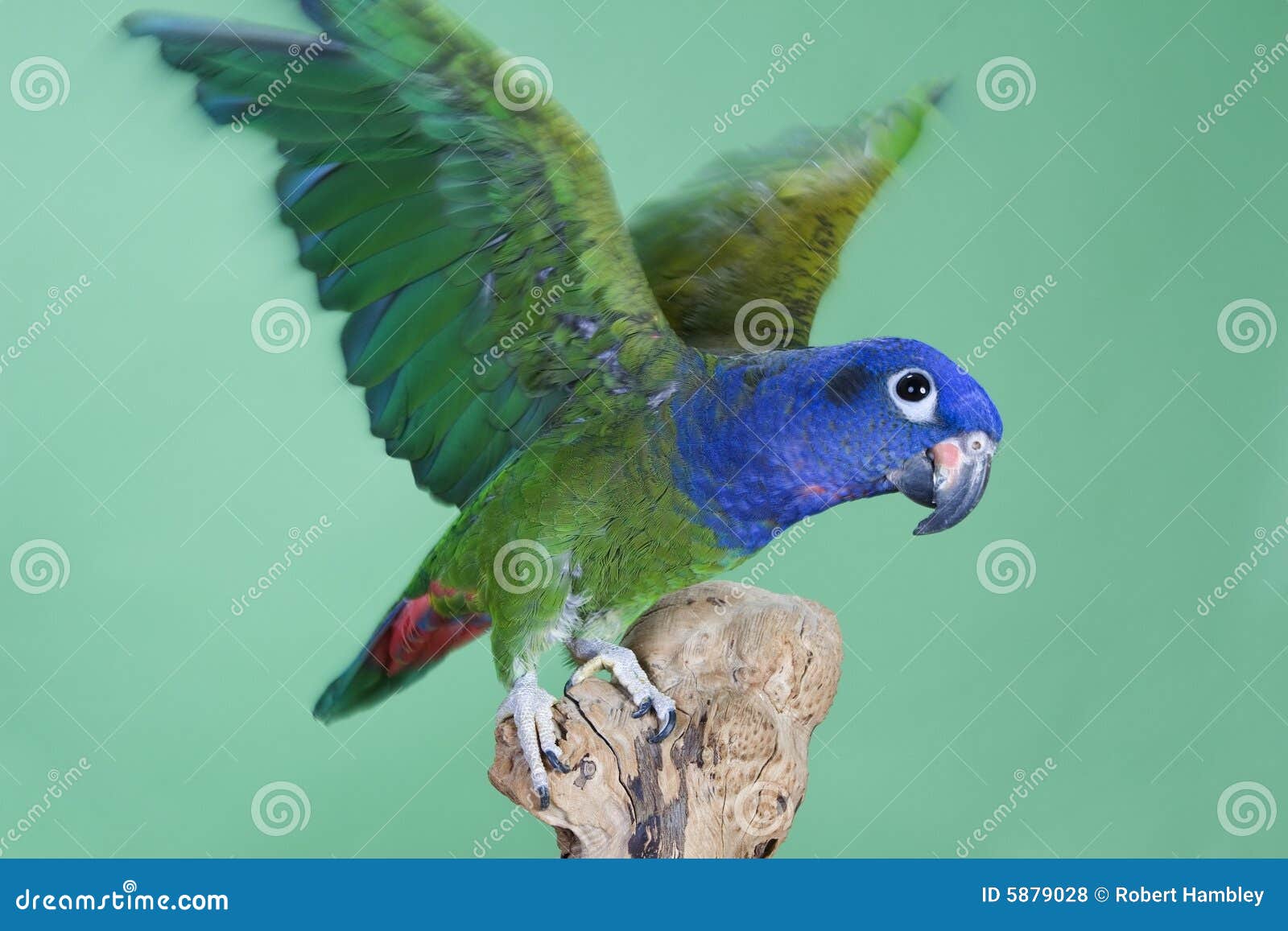 Blue Headed Parrot, Also Blue Headed Pionus, Pionus Menstruus, Sitting ...