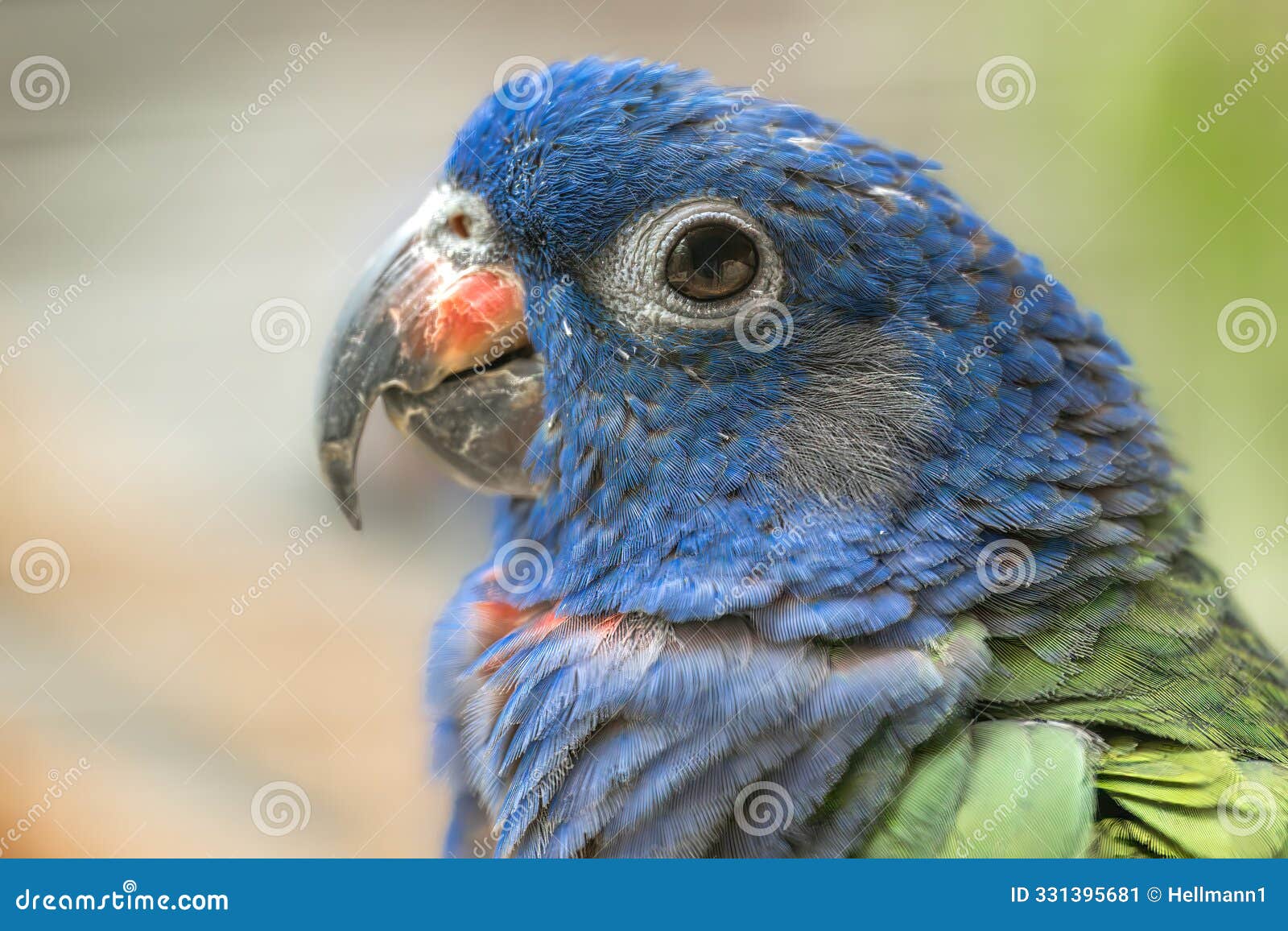 Blue-headed Pionus stock image. Image of love, parrot - 331395681