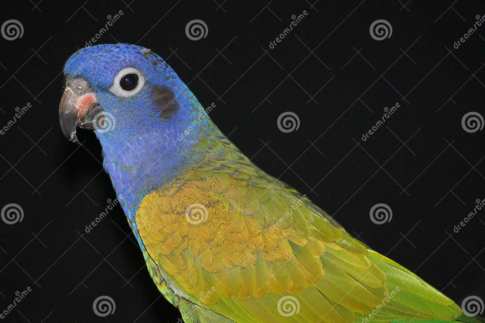 Blue Headed Pionus parrot. stock image. Image of black - 73615437