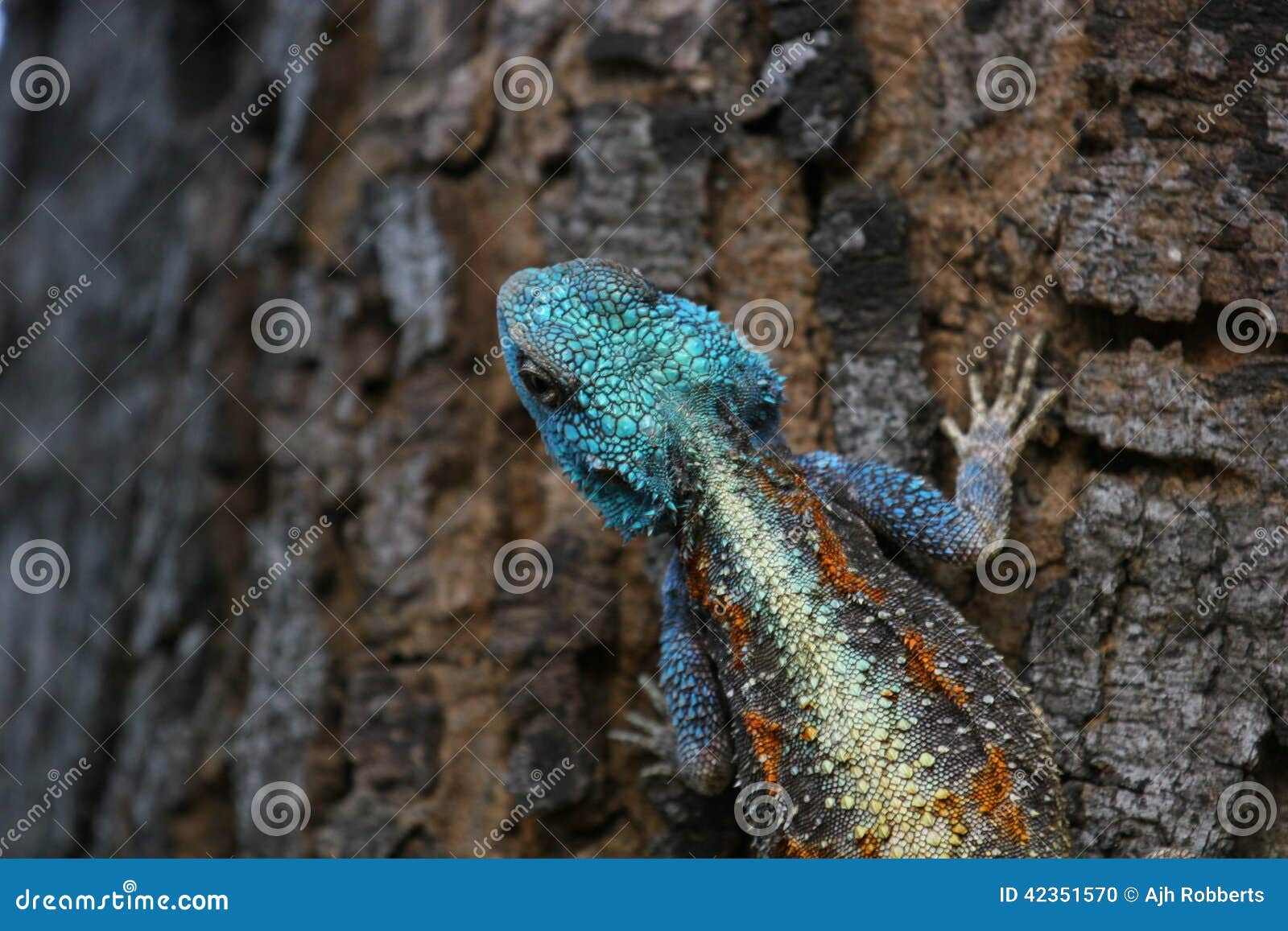 Blue Headed Tree Agama Lizard Stock Photo - Image of park, wildlife ...