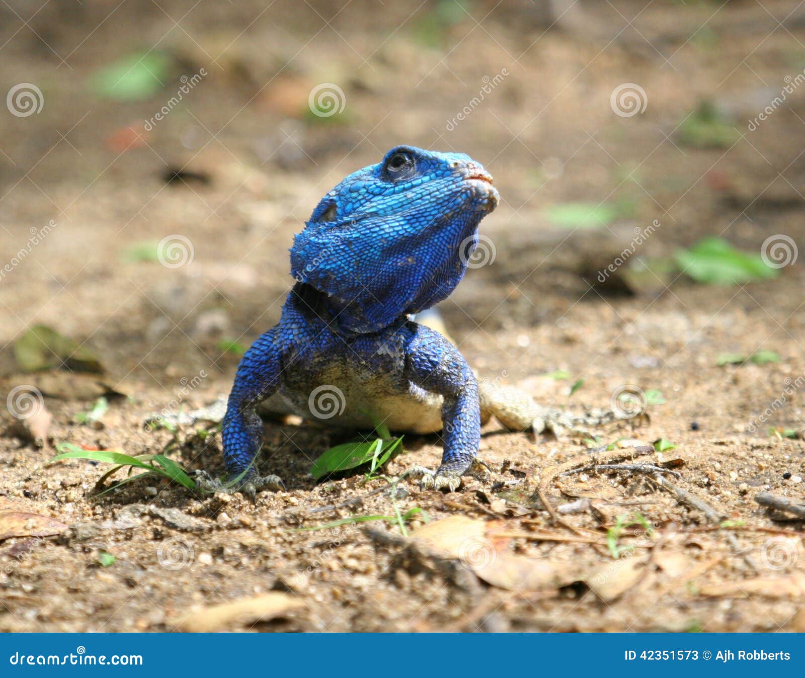 Blue Headed Tree Agama Lizard Stock Image - Image of eyeing, park: 42351573