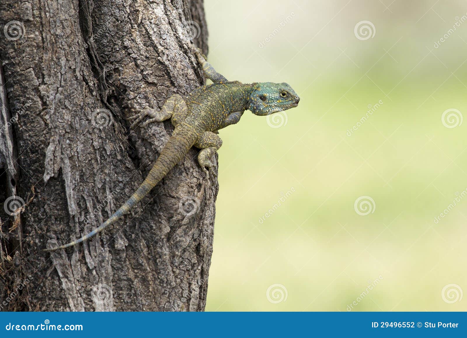 Blue-headed Parrot, Also Known As The Blue-headed Pionus Pionus ...