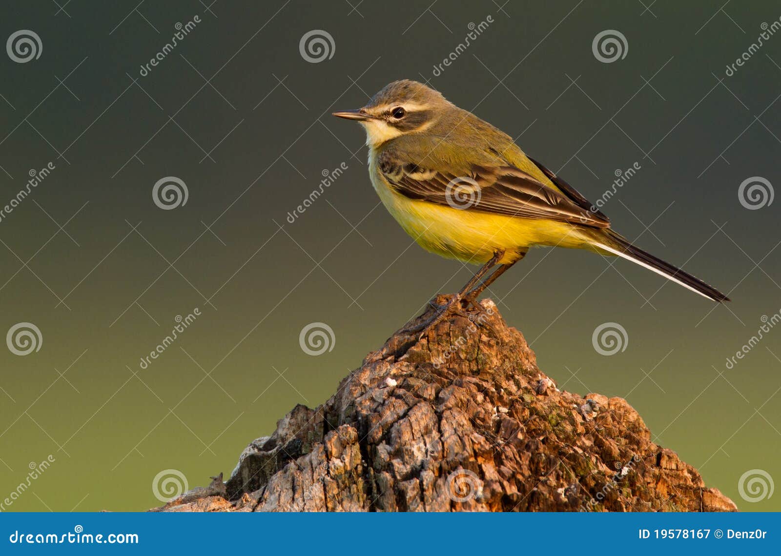 Blue-headed Wagtail stock image. Image of bird, headed - 19578167