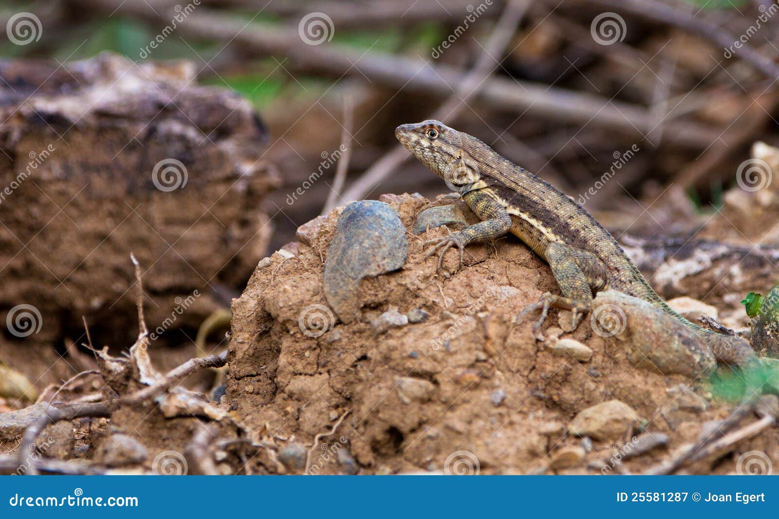 Blue-headed Whiptail Lizard Stock Image - Image of blue, locations ...