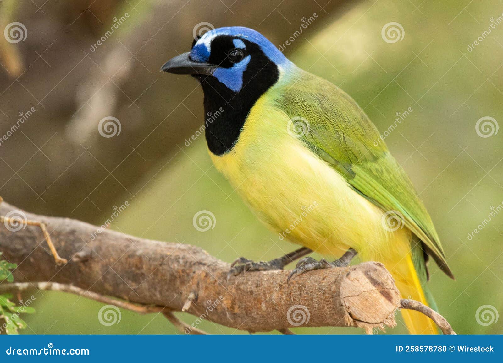 Blue-headed, Yellow Inca Jay Bird (Cyanocorax Yncas) Looking Aside ...