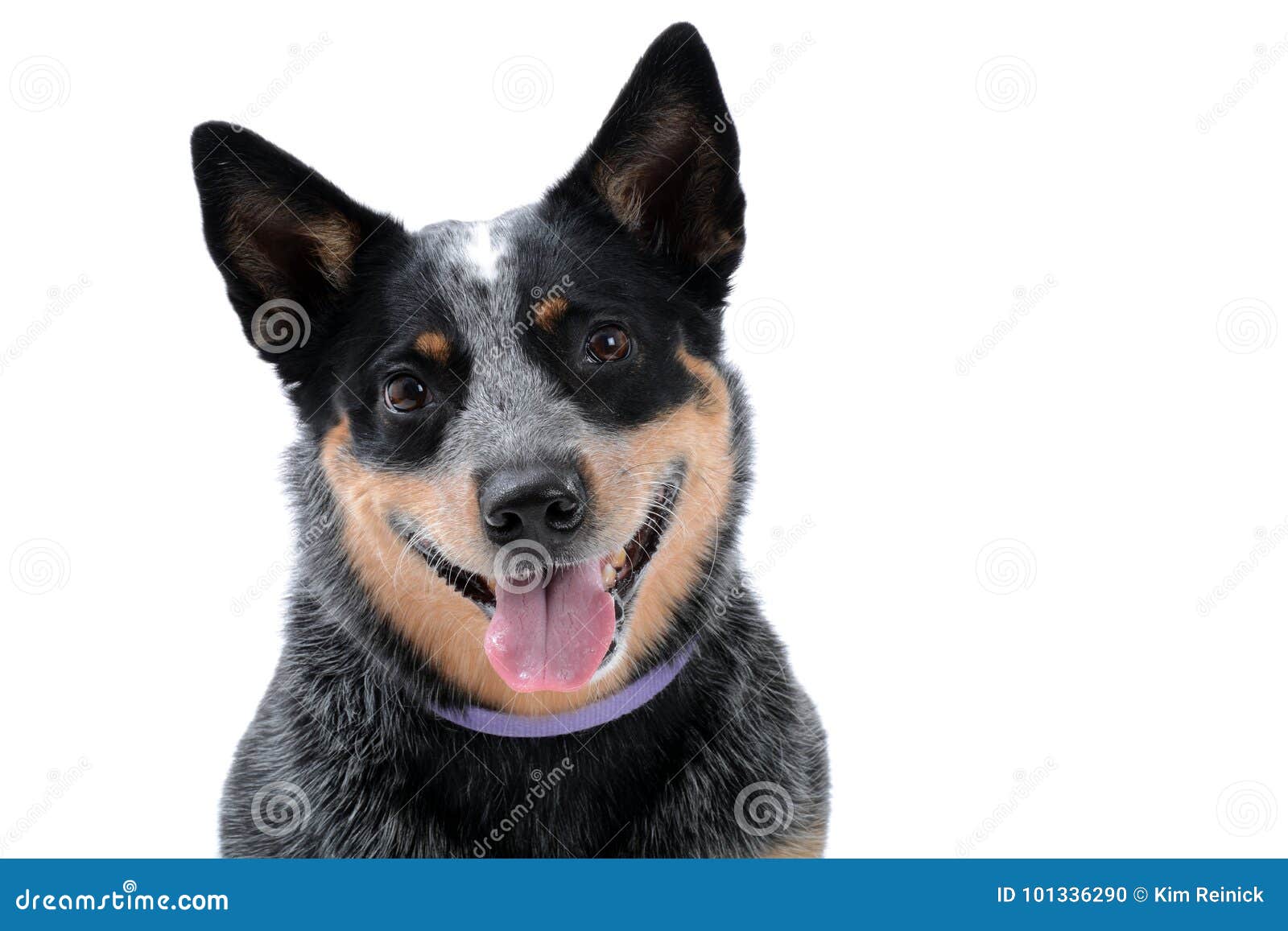 Blue Heeler Dog stock photo. Image of heeler, background - 101336290
