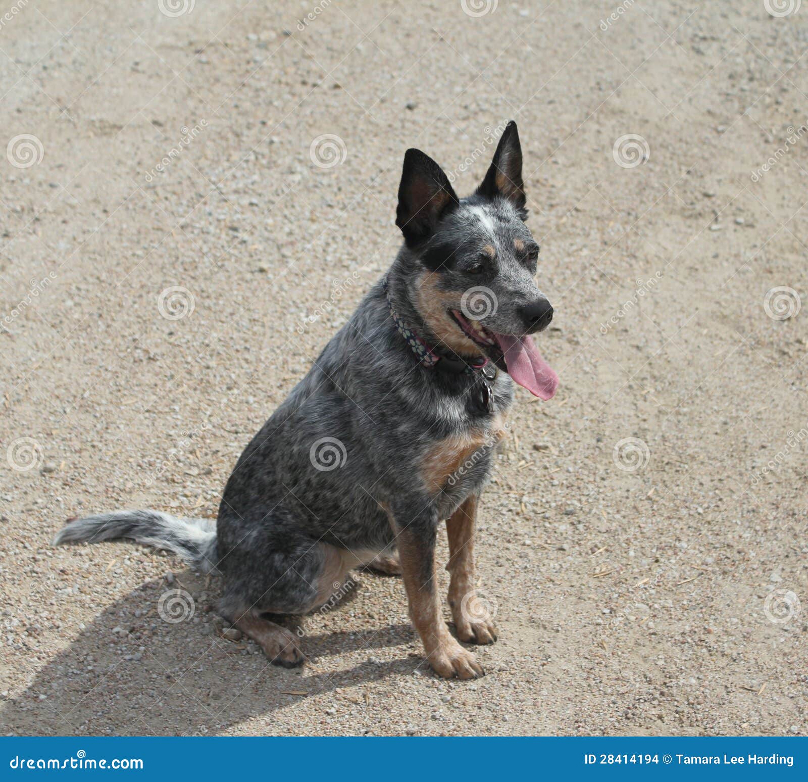 Blue Heeler Dog sitting stock photo. Image of australian - 28414194