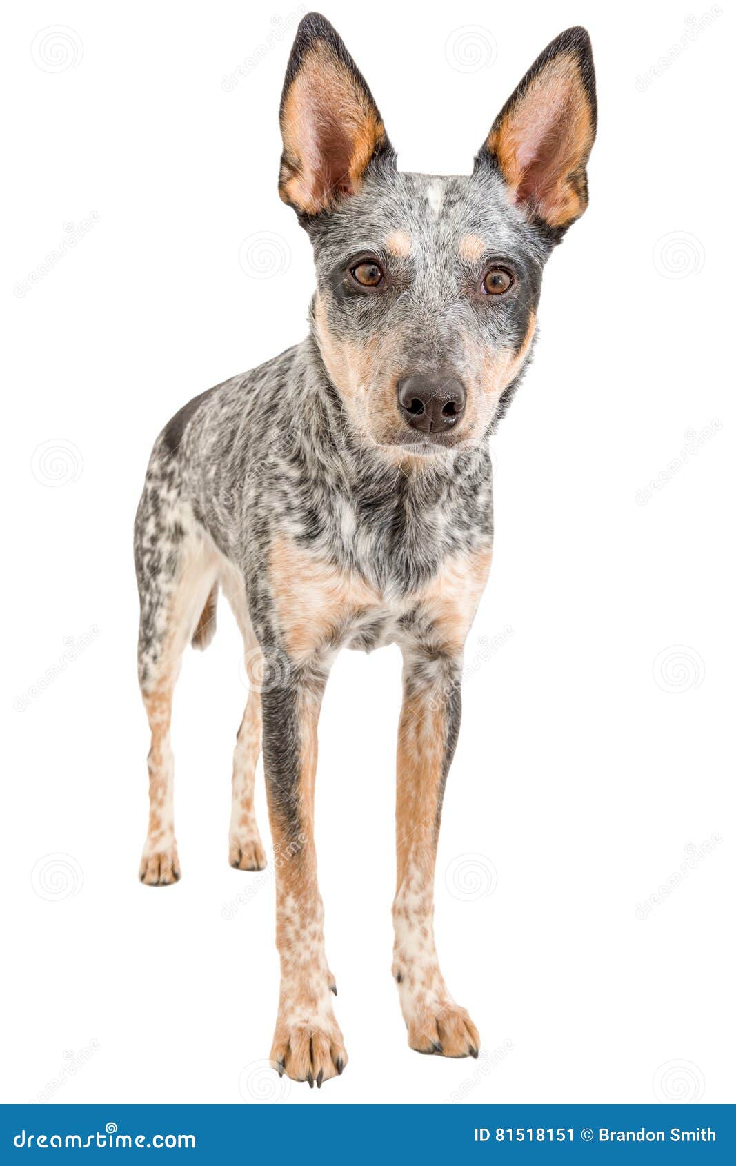 443 Eyes Blue Heeler Stock Photos - Free & Royalty-Free Stock Photos ...