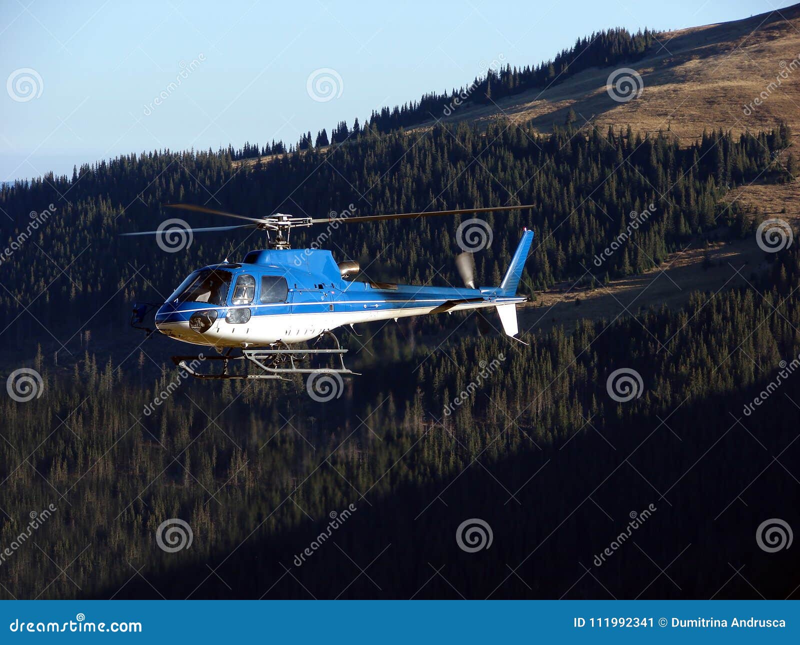 Helicopter Above the Forest Stock Image - Image of evening, hover ...