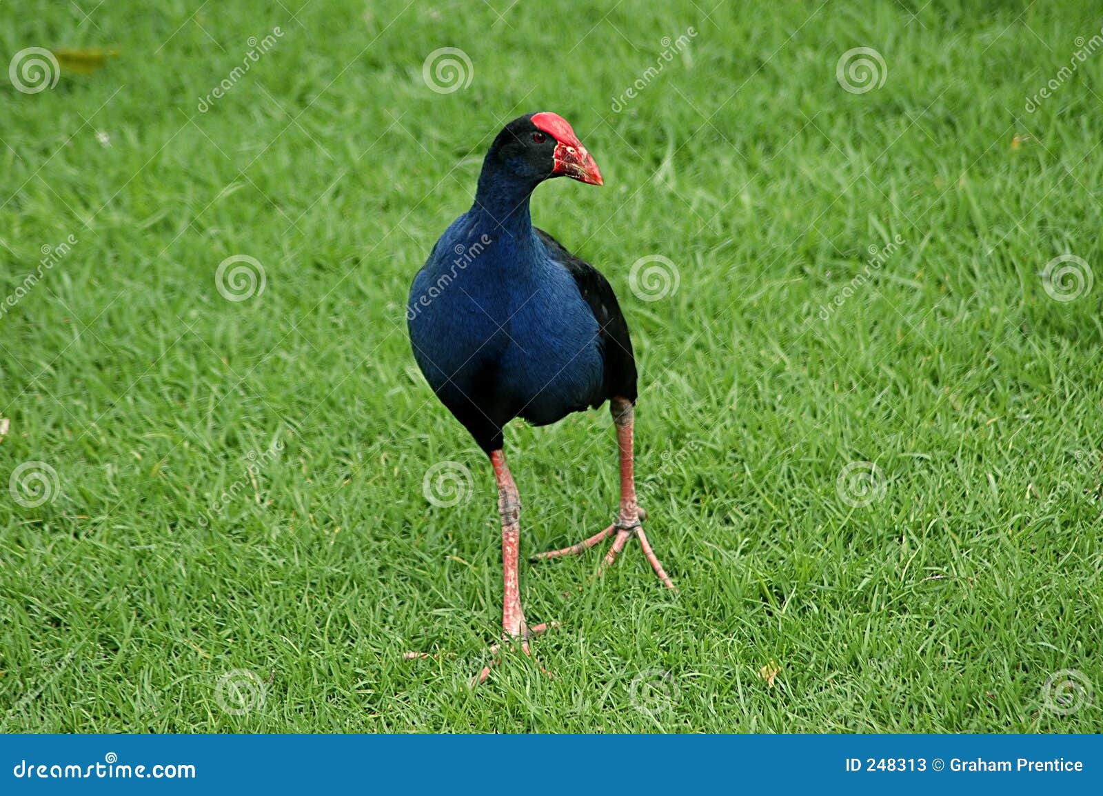 Blue Hen stock image. Image of swamp, foot, pukeko, zealand - 248313