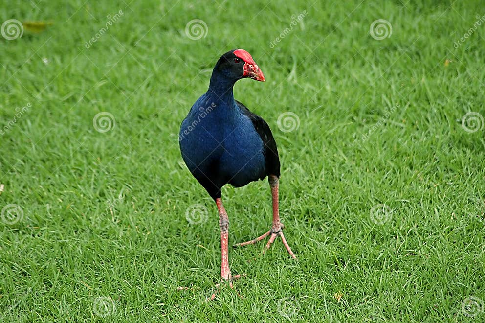 Blue Hen stock image. Image of swamp, foot, pukeko, zealand - 248313