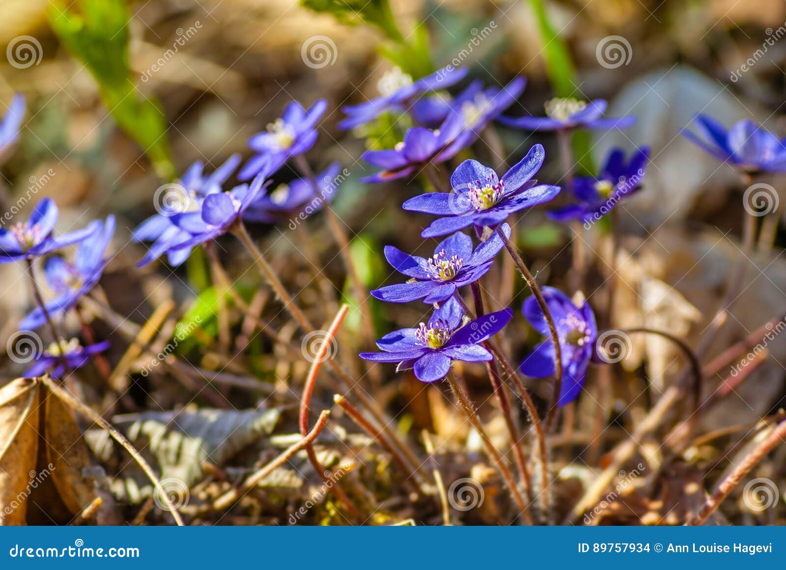 Blue hepatica stock photo. Image of kidneywort, flowering - 89757934