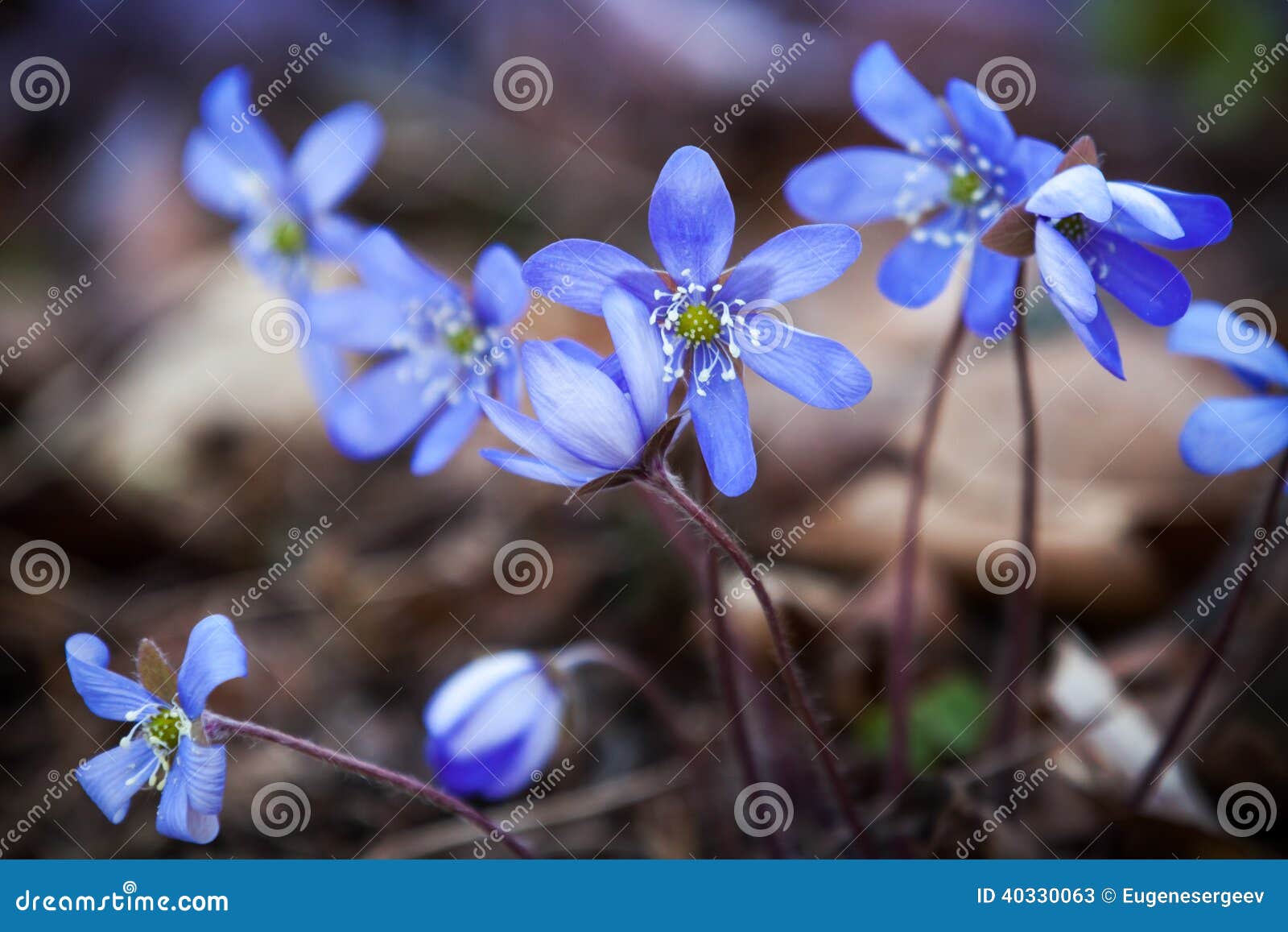 Blue Hepatica Flowers in the Spring Forest Stock Image - Image of ...
