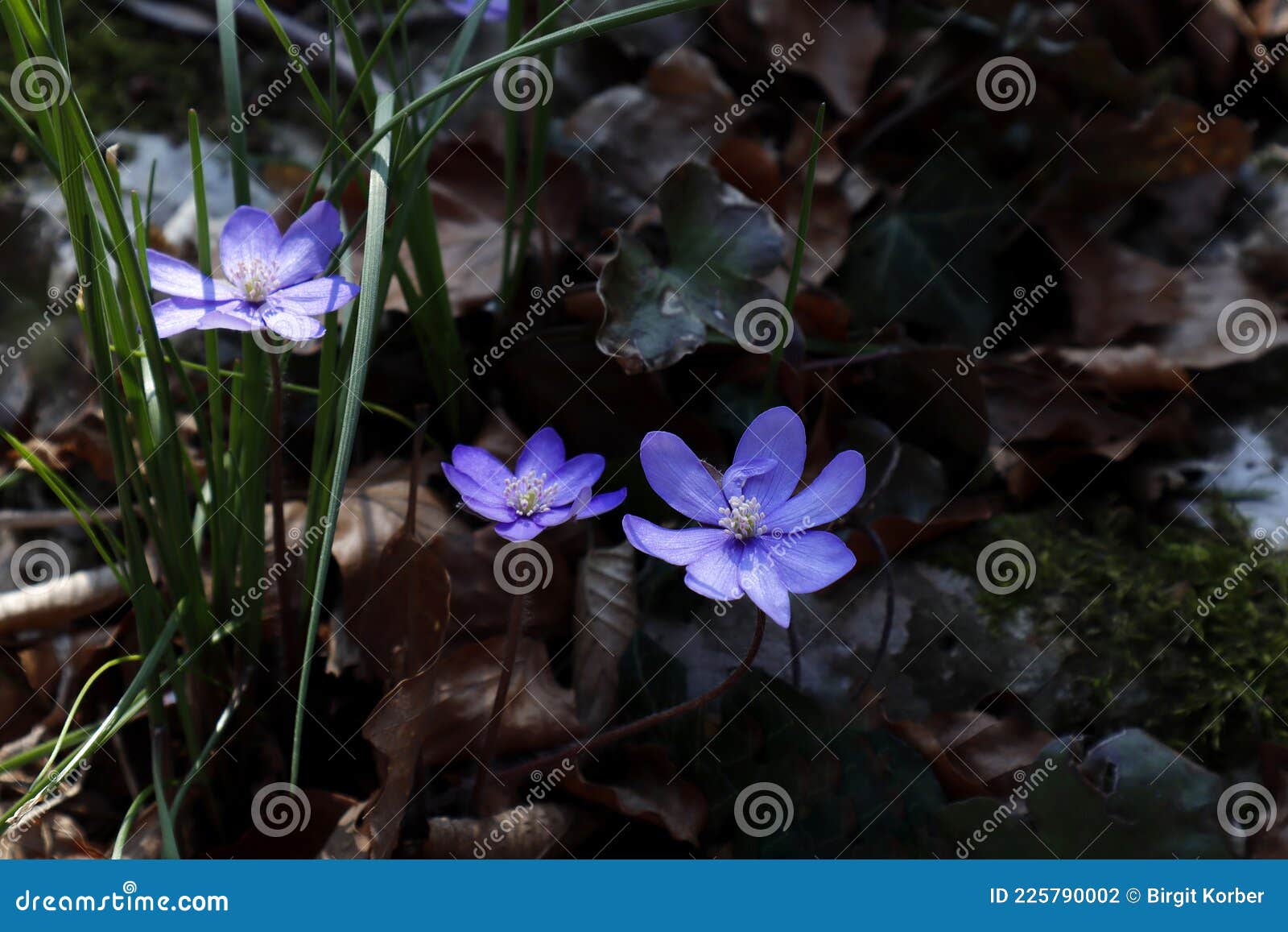 Blue Hepatica in the Forest Stock Photo - Image of nature, forest ...
