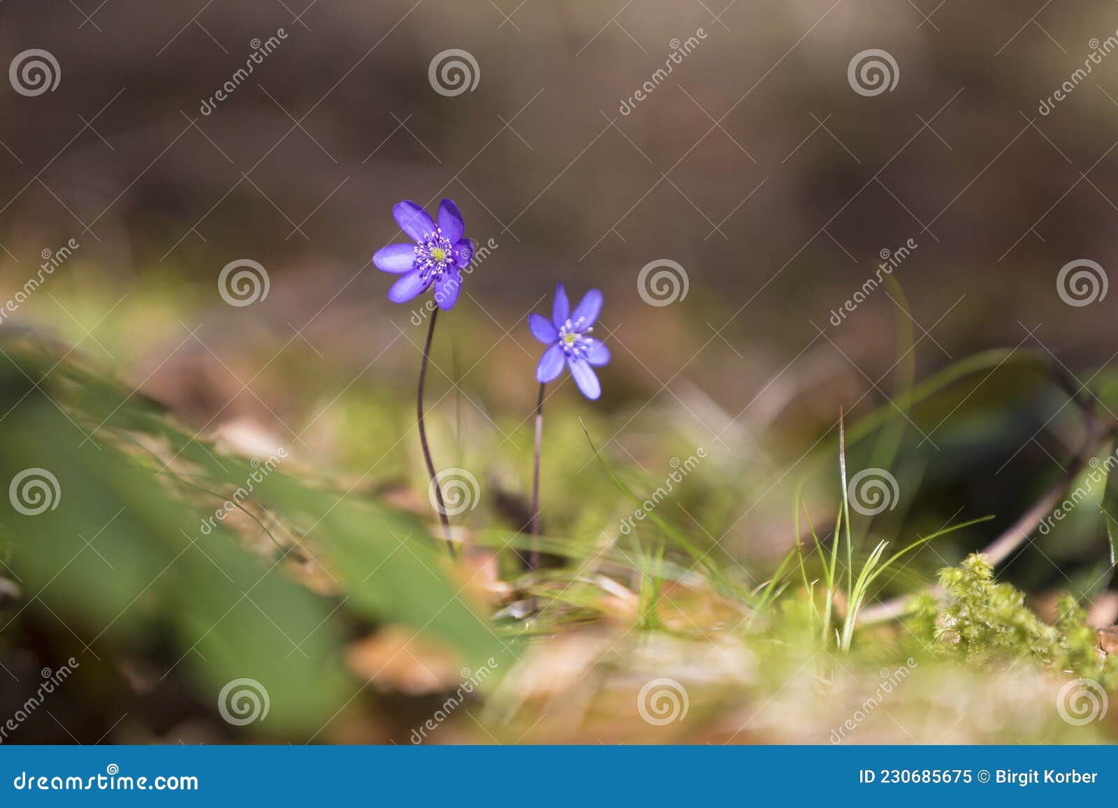 Blue Hepatica in the Forest Stock Image - Image of hepatica, flower ...