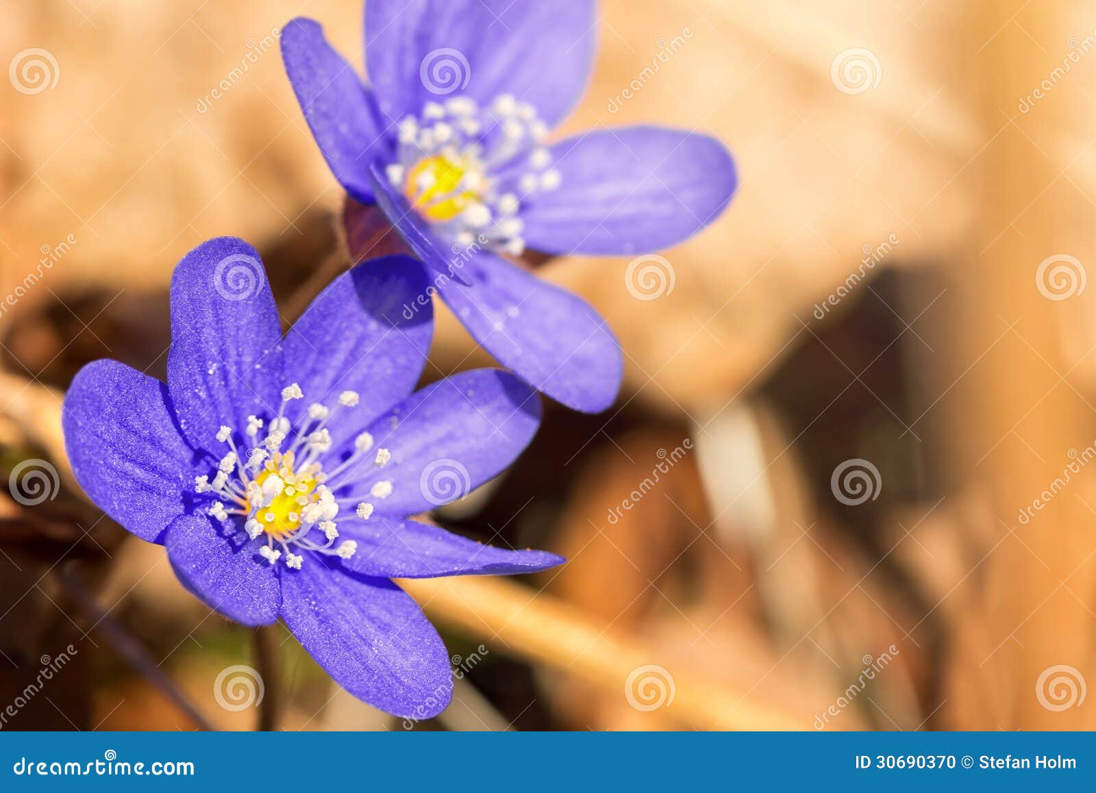 Blue Hepatica Nobilis in Spring Stock Photo - Image of liverwort, color ...