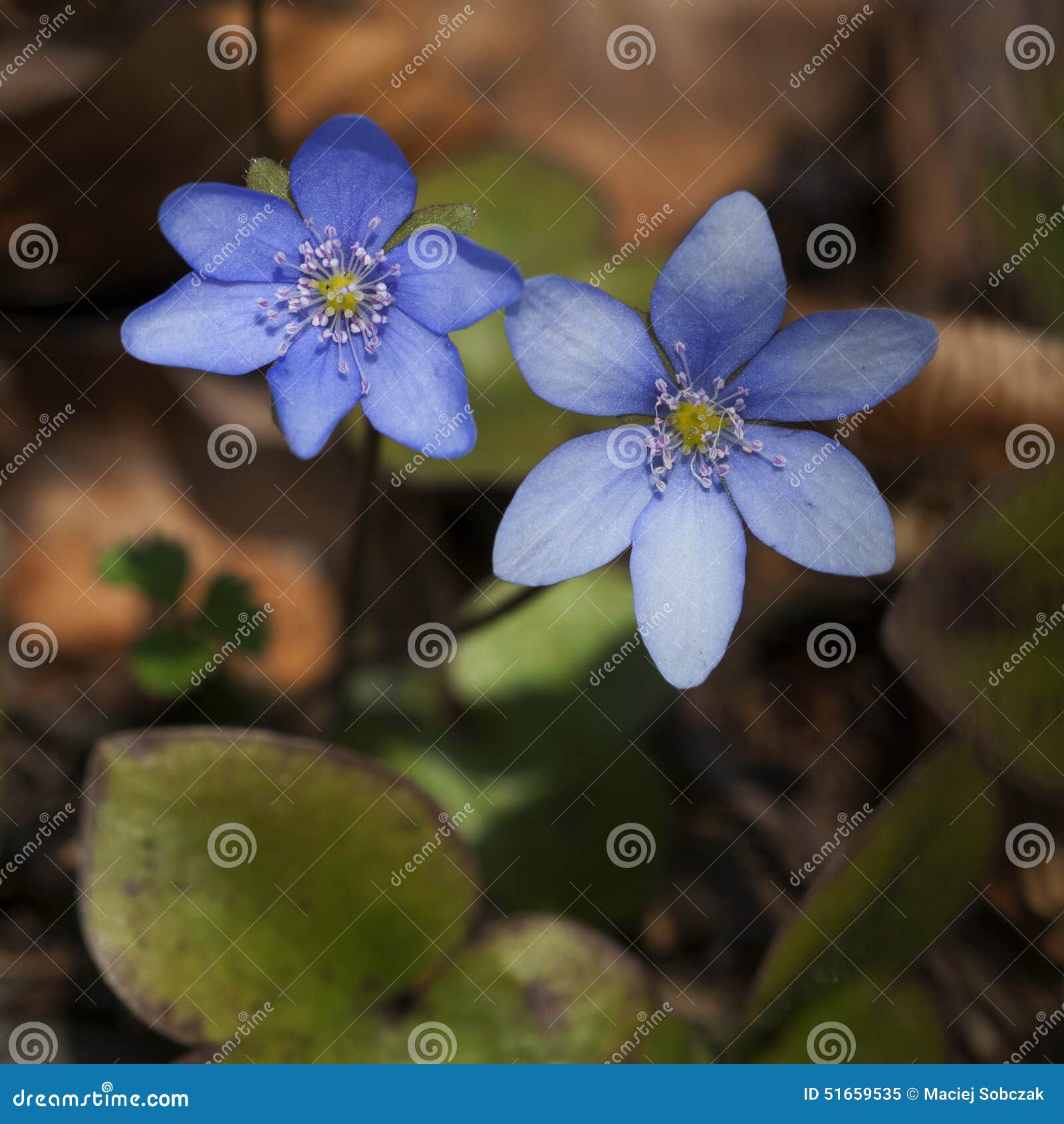 Blue hepatica stock image. Image of blossom, bloom, flora - 51659535