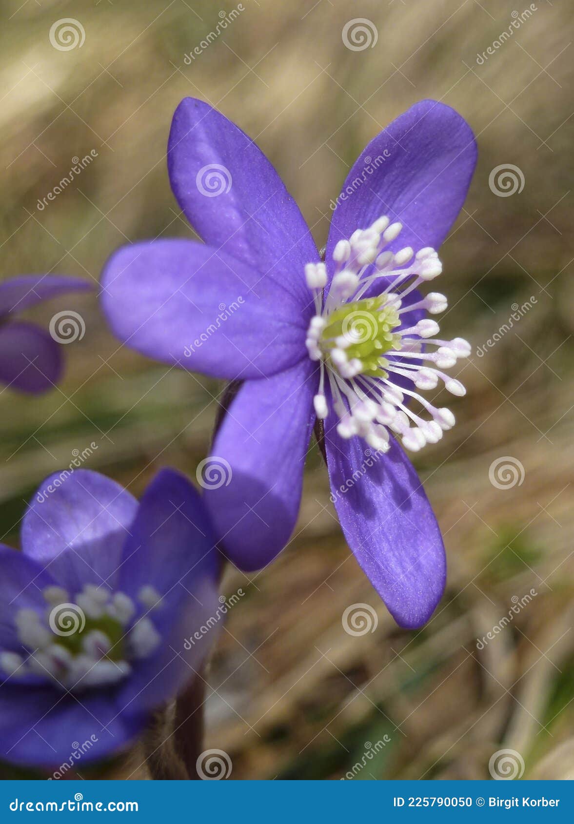 Blue Hepaticas Anemone Hepatica in the Forest Stock Photo - Image of ...