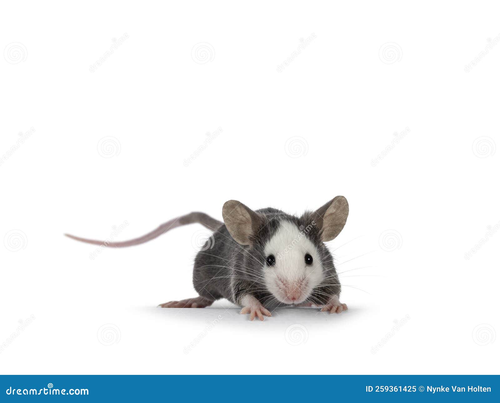 Blue Hereford Mouse on White Stock Image - Image of detailed, shot ...