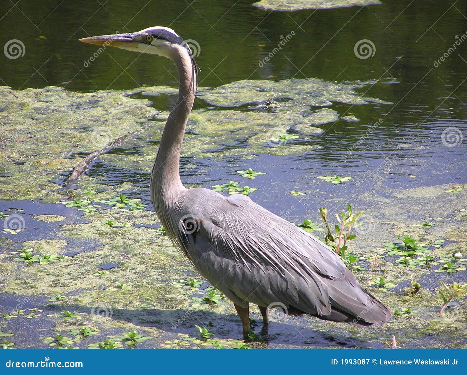 Blue Heron stock image. Image of north, waiting, hunter - 1993087