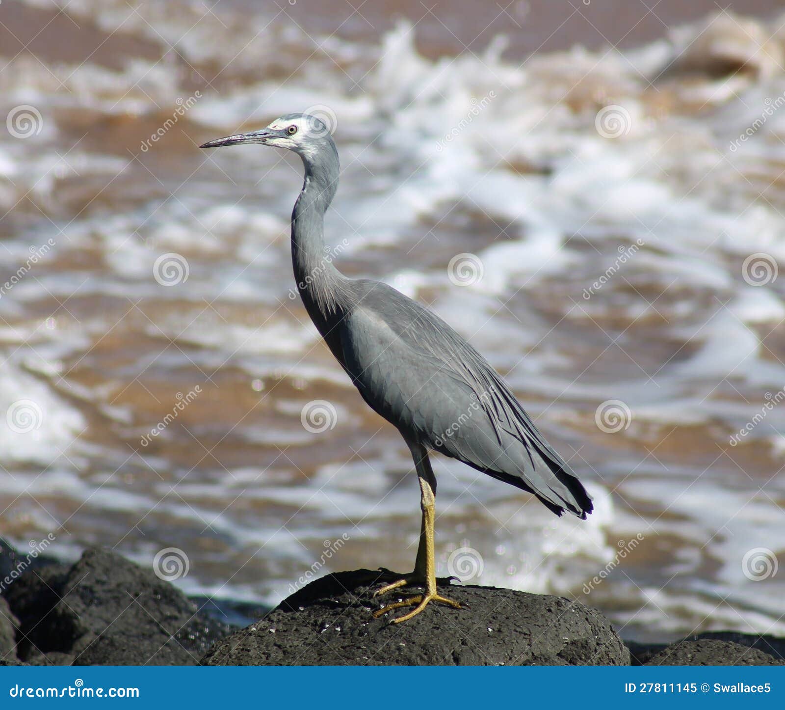 Blue Heron stock image. Image of blue, beak, water, wildlife - 27811145