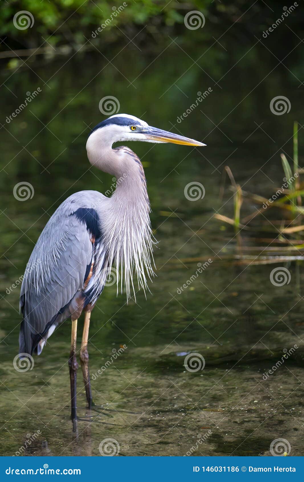 Blue Heron Ardea Herodias Great Blue Heron Florida Stock Photo - Image ...