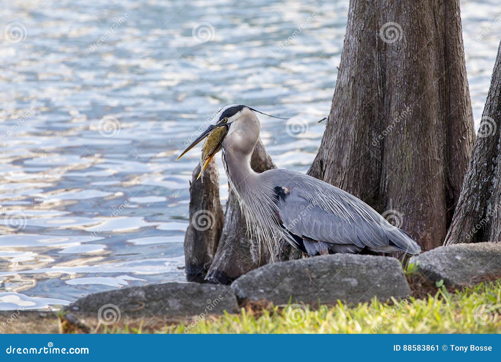Blue Heron Feeding on Fish stock image. Image of wildlife - 88583861
