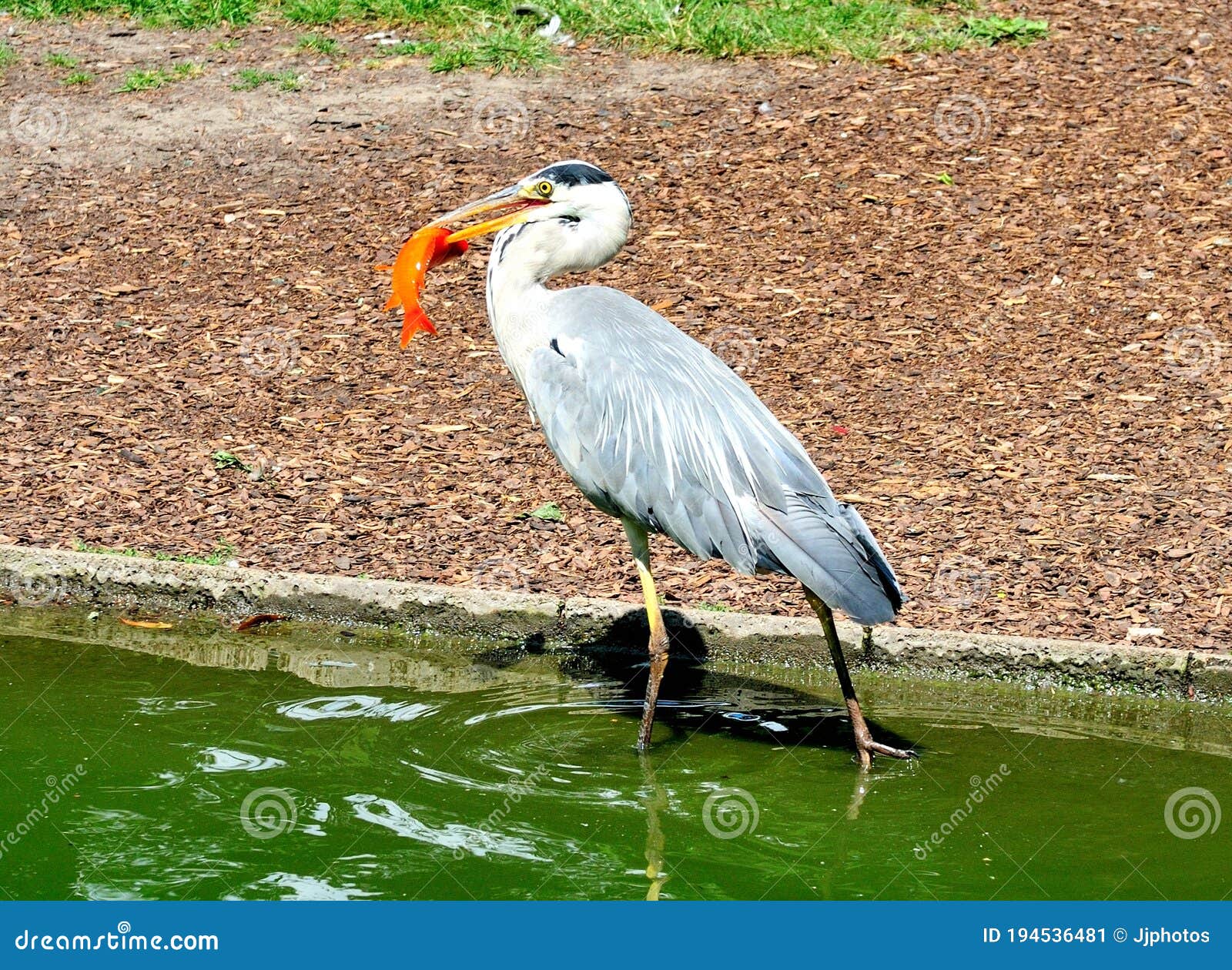 Great Blue Heron Feeding on a Fish in a Pond in a Park Stock Image ...
