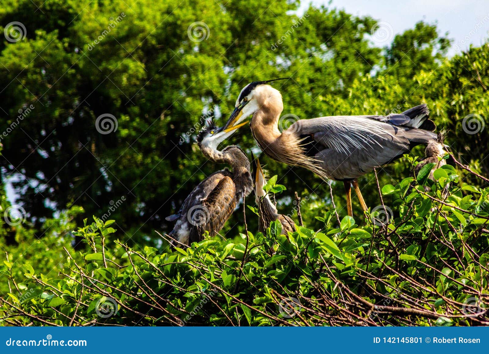 A Blue Heron Feeding it& X27;s Baby Stock Image - Image of ...