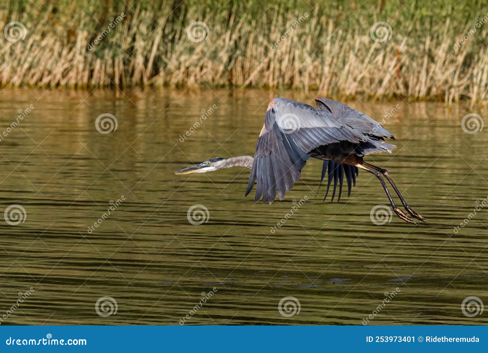 Blue Heron Fishing stock image. Image of marsh, crane - 253973401