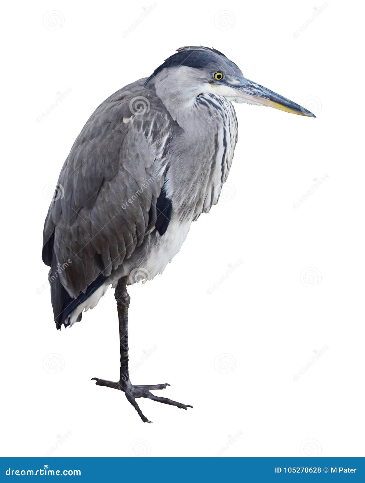 Blue Heron Isolated On White Background Stock Photo - Image of wildlife ...