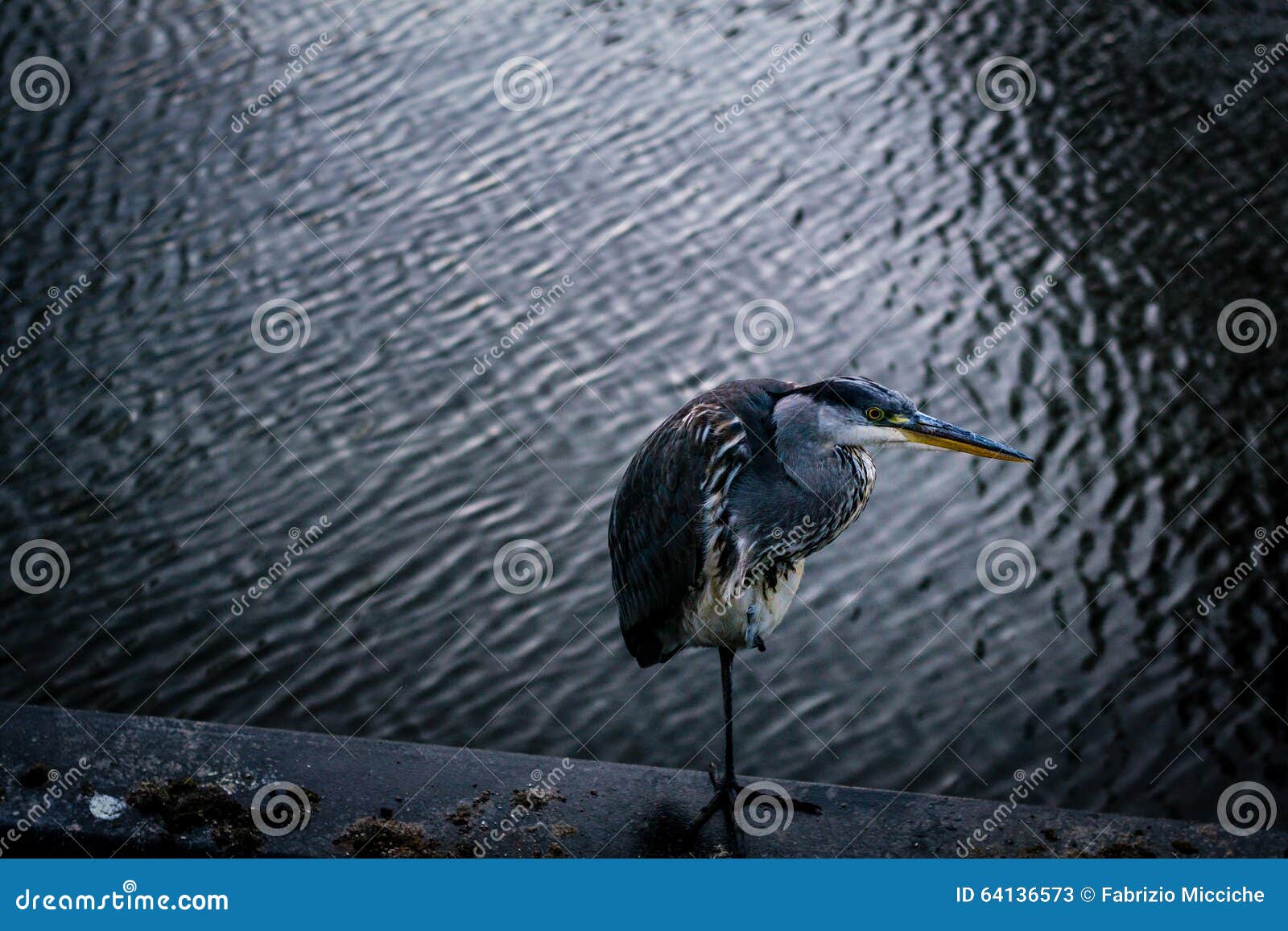 Blue Heron resting stock image. Image of wildlife, wild - 64136573