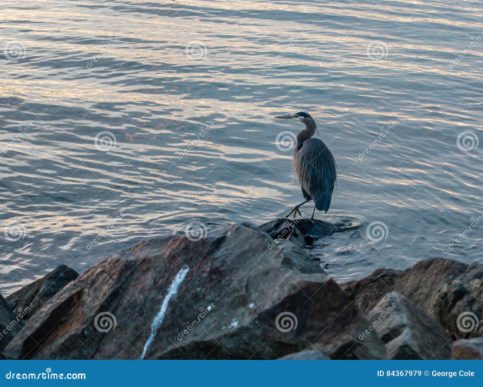 Blue Heron on Rocks stock image. Image of washington - 84367979