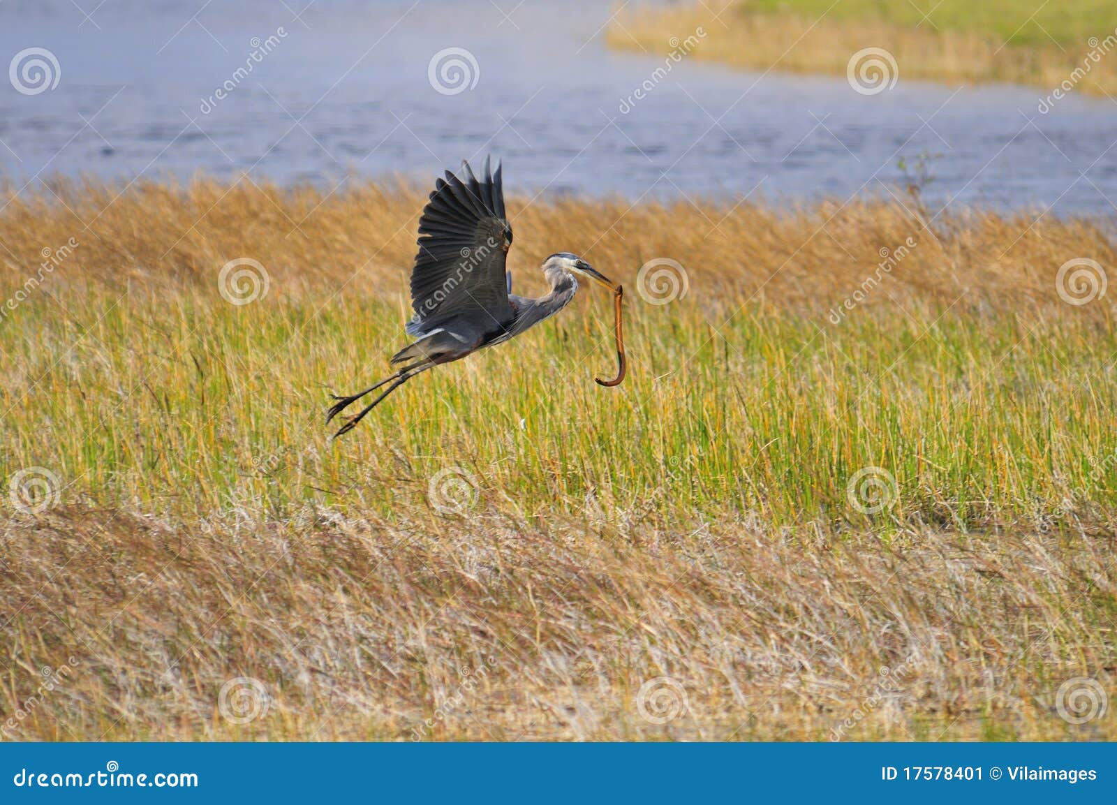 Blue Heron with snake stock image. Image of eating, predator - 17578401