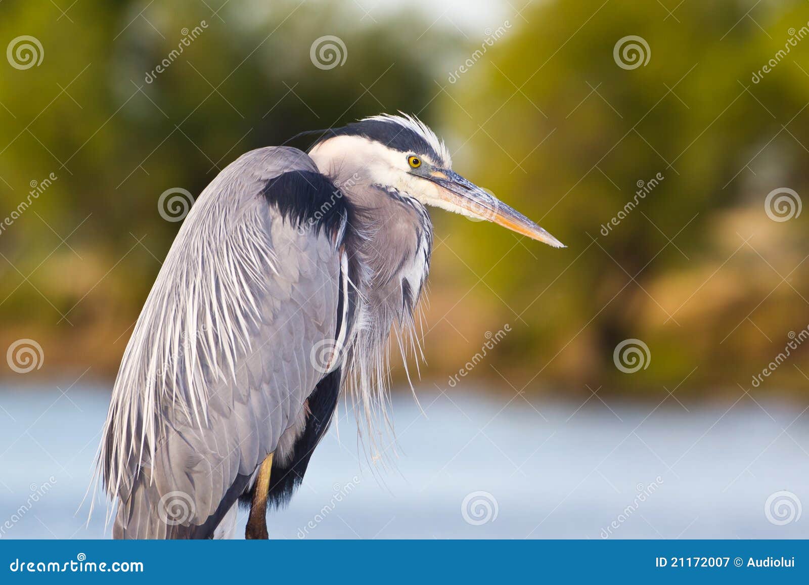 Blue heron sunset stock image. Image of united, traveling - 21172007