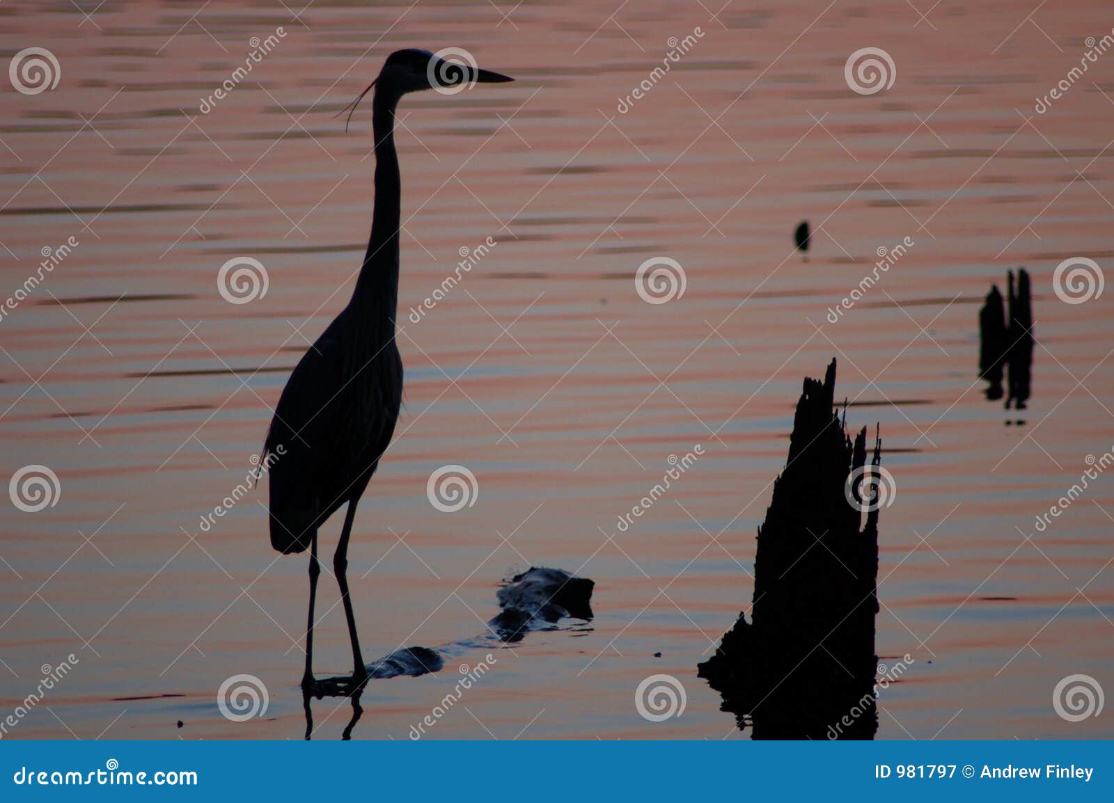 Blue Heron at Sunset stock image. Image of sunset, water - 981797