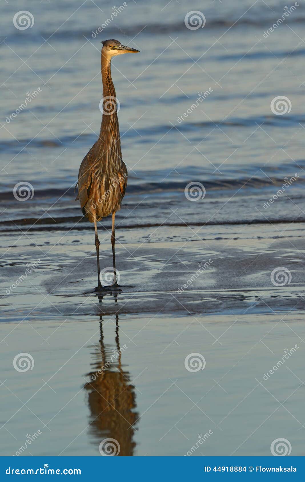 Blue Heron at Sunset stock photo. Image of standing, fish - 44918884