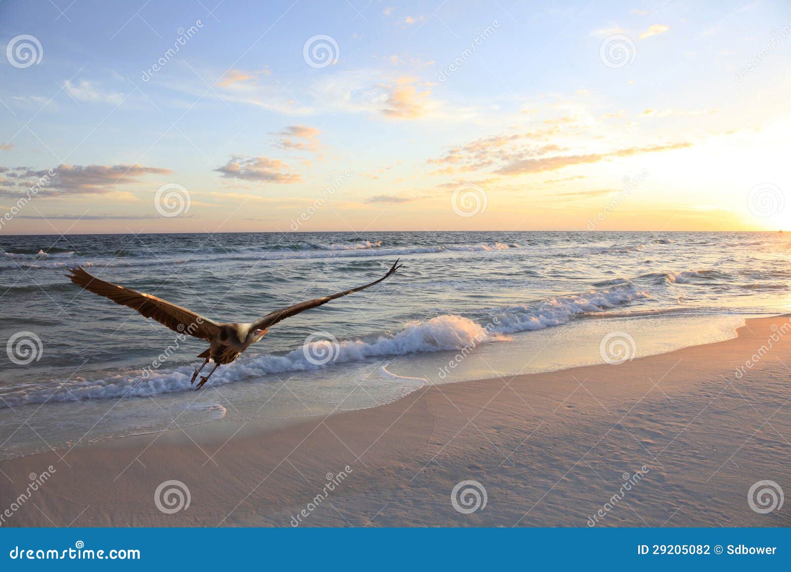 Blue Heron Taking Off from White Sand Beach Stock Photo - Image of ...