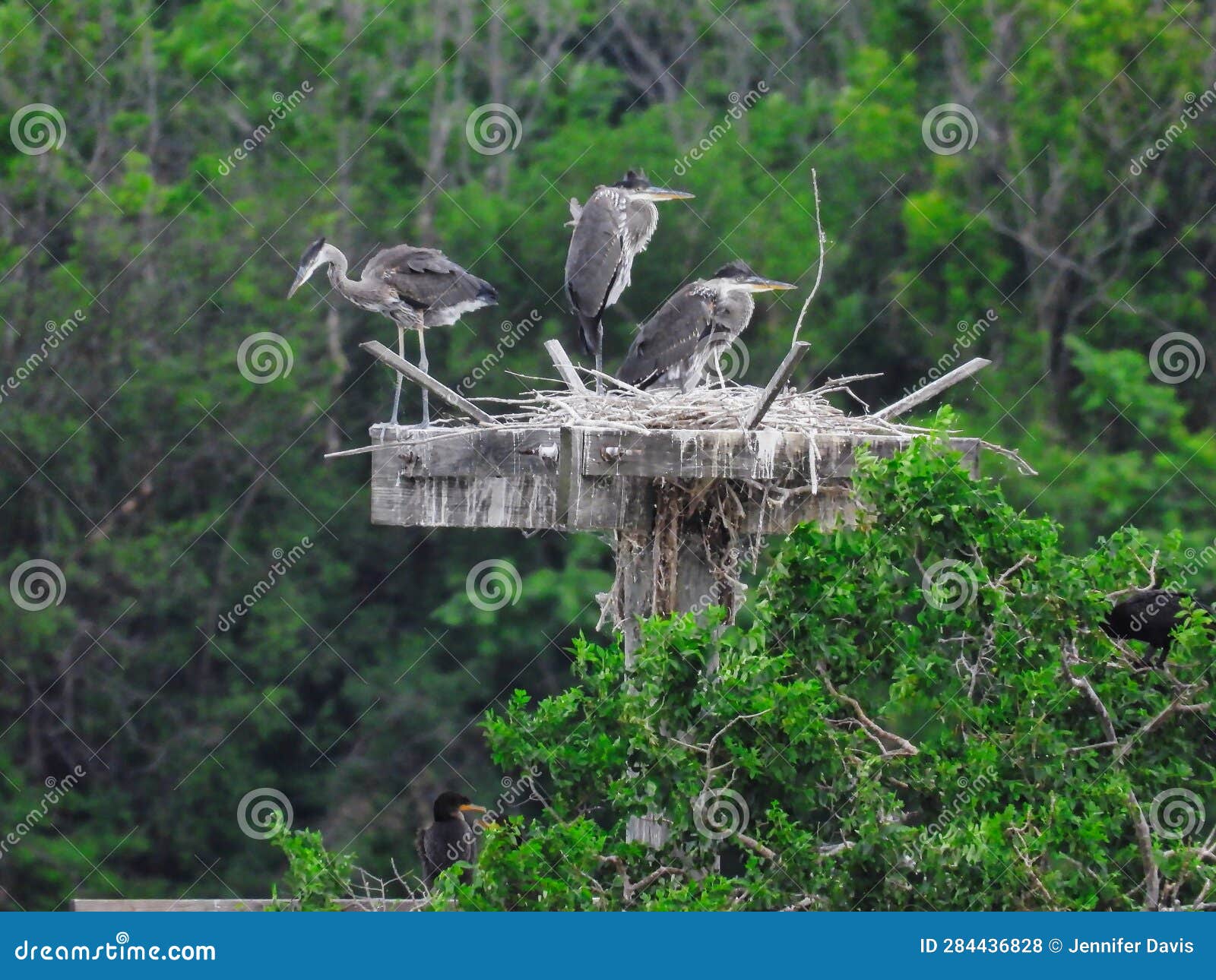 Blue Herons Nest on the Top of a Man Made Rookery Stock Photo - Image ...