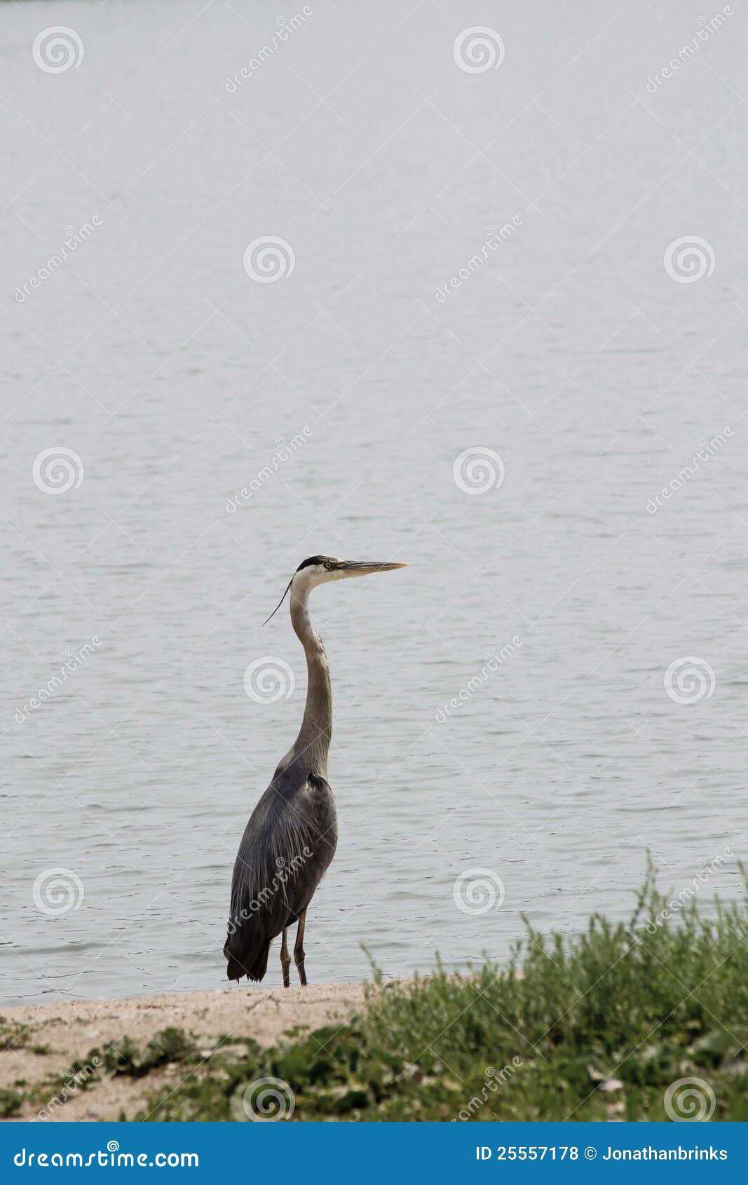 Blue Herring stock photo. Image of water, bird, feathers - 25557178