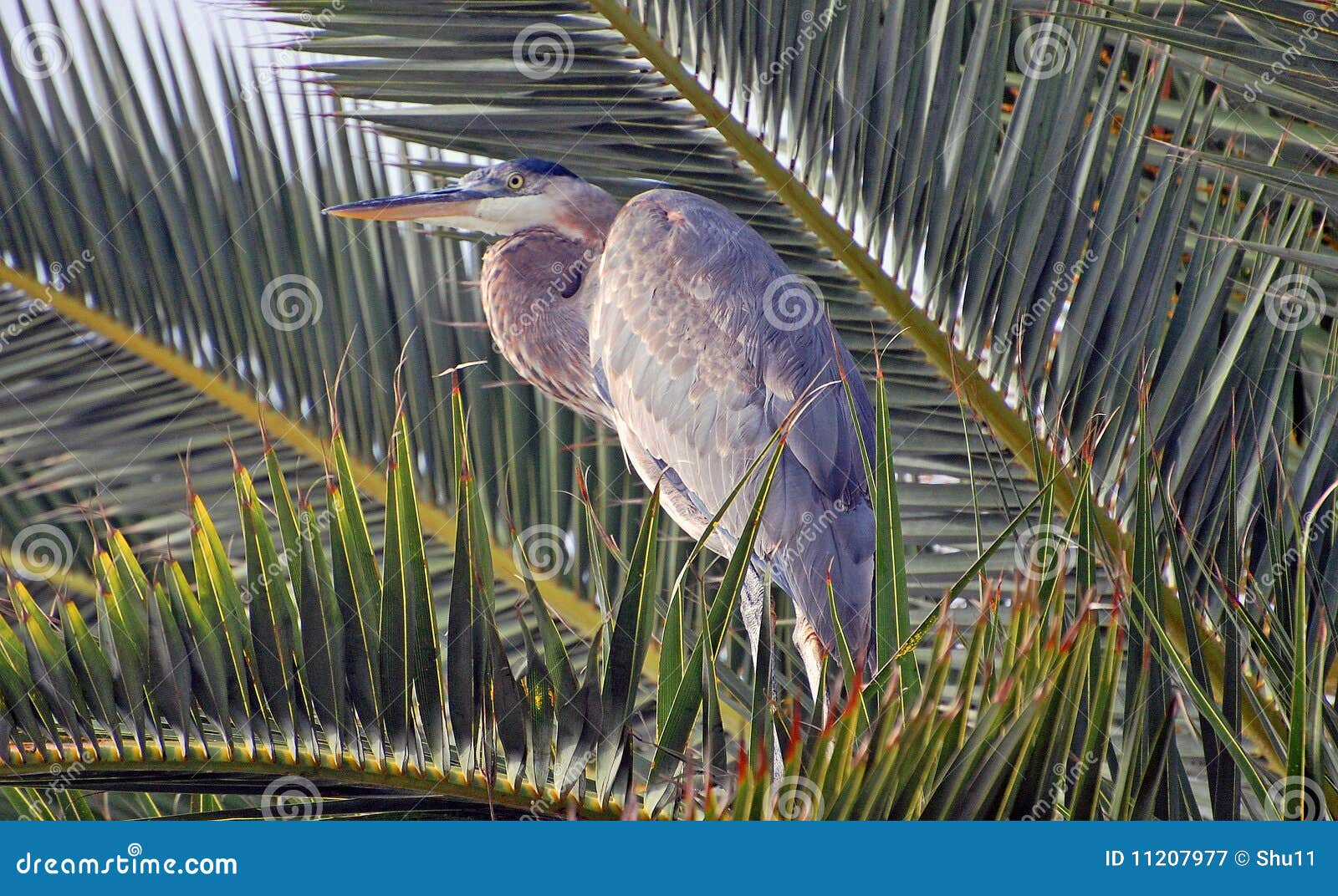 Blue Herron stock image. Image of nature, feathers, bird - 11207977