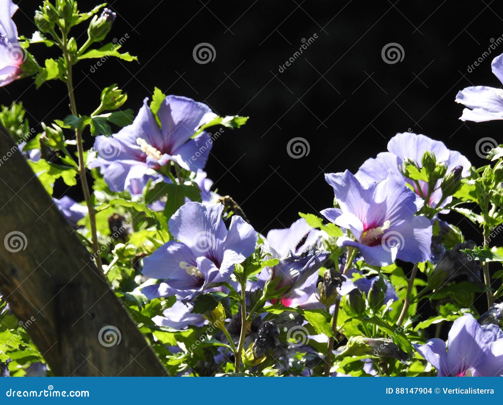 A blue hibiscus stock photo. Image of foxglove, emergency - 88147904