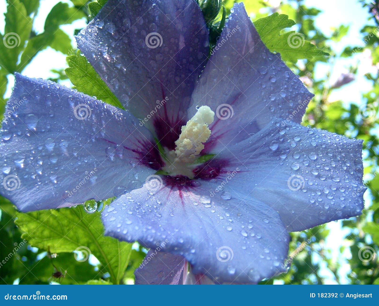 Blue Hibiscus Flower stock photo. Image of rain, pollen - 182392