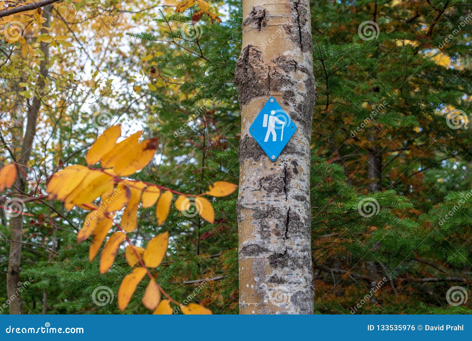 Blue Hiking Trail Marker on Tree in Autumn Stock Photo - Image of ...