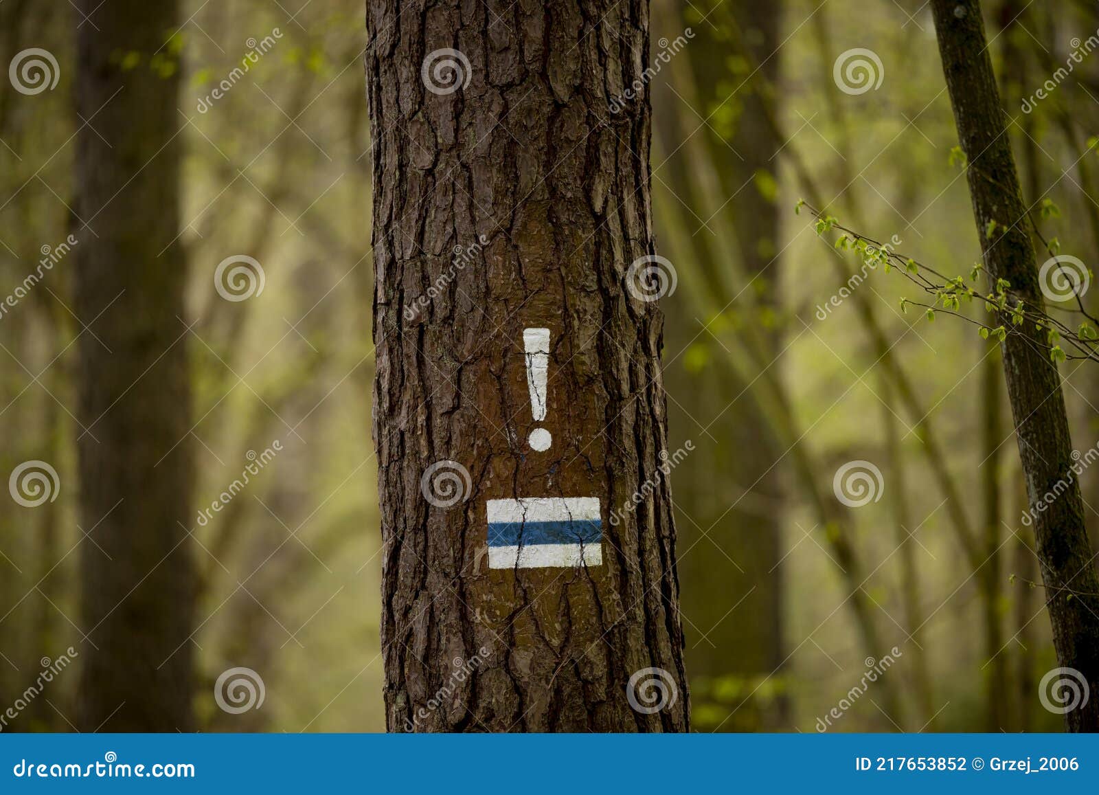 Blue Hiking Trail in a Green Forest Stock Photo - Image of hiking ...