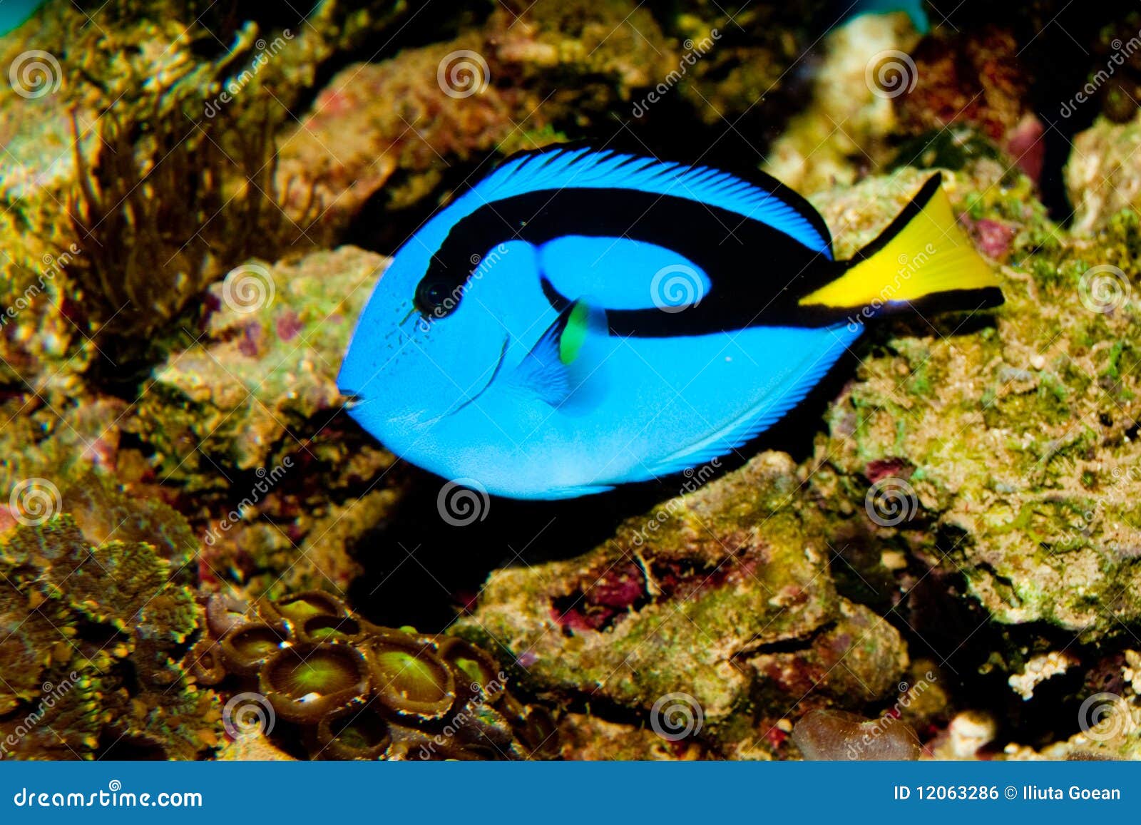 Blue Hippo Tang stock photo. Image of fish, blue, reef - 12063286