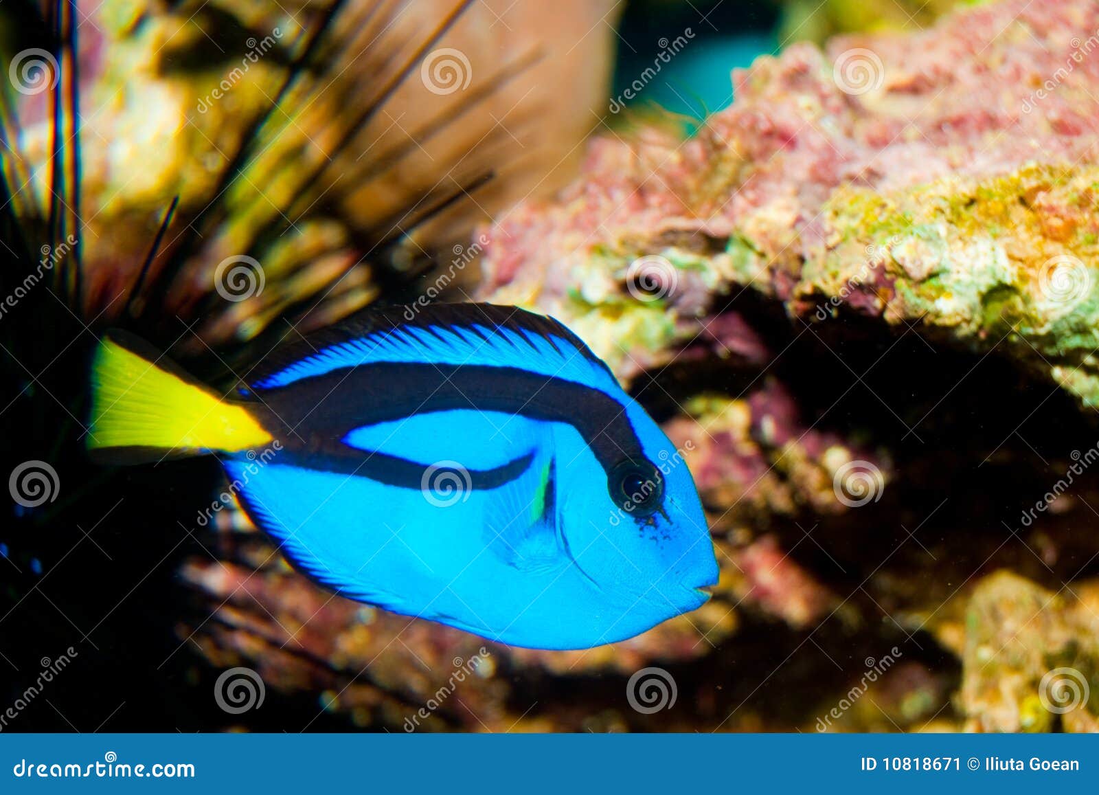 Blue Hippo Tang Fish stock image. Image of aquarium, tropical - 10818671