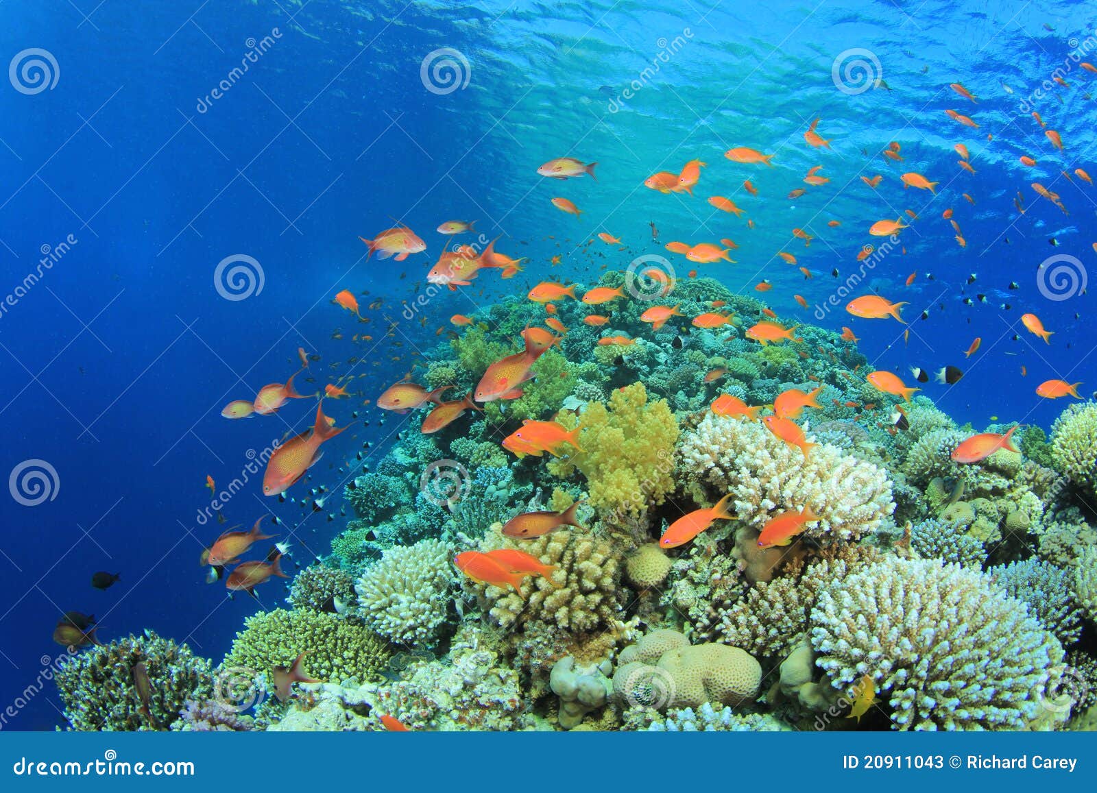 The Blue Hole stock image. Image of wildlife, environment - 20911043